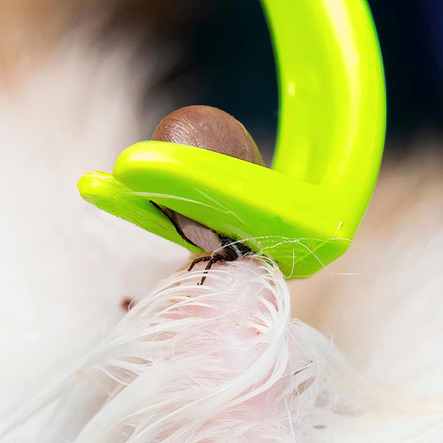 Anti-puces, poux et tiques – GLEADING